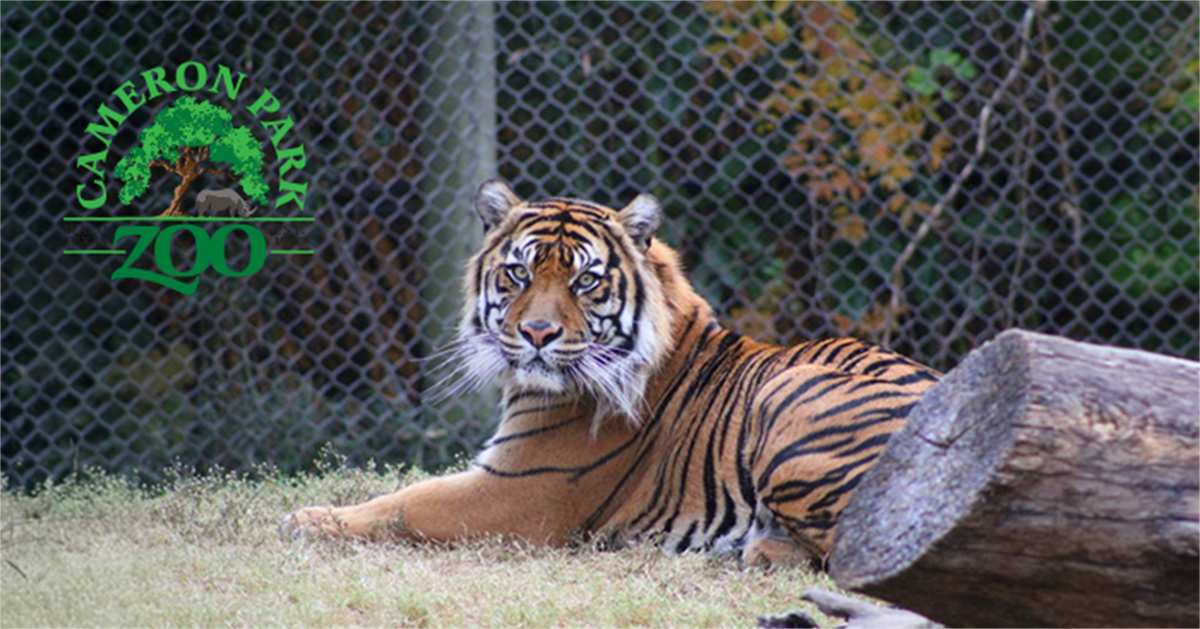 Cameron Park Zoo Welcomes New Sumatran Tigers City of Waco